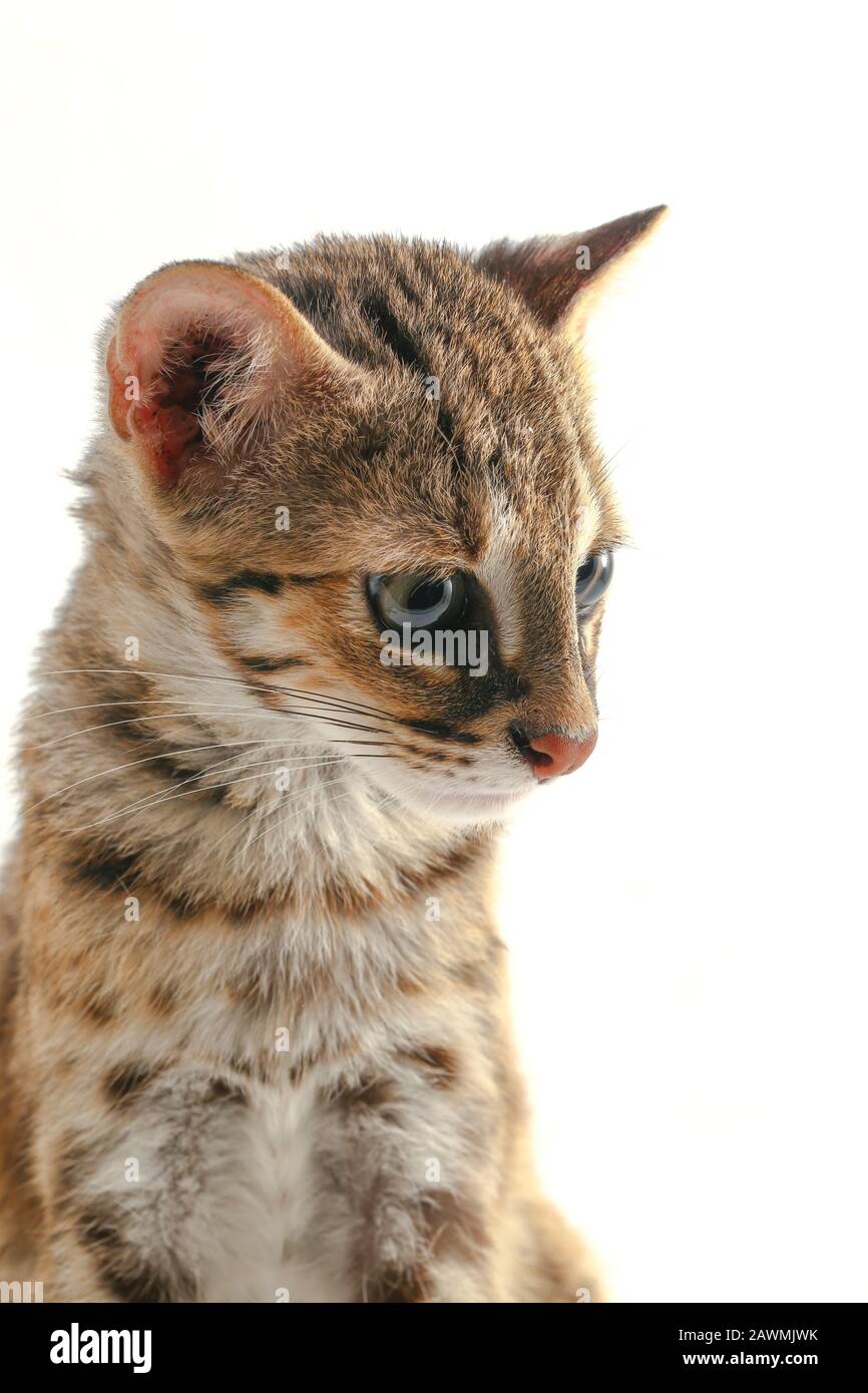 The asian leopard cat or Sunda leopard cat (Prionailurus bengalensis ...