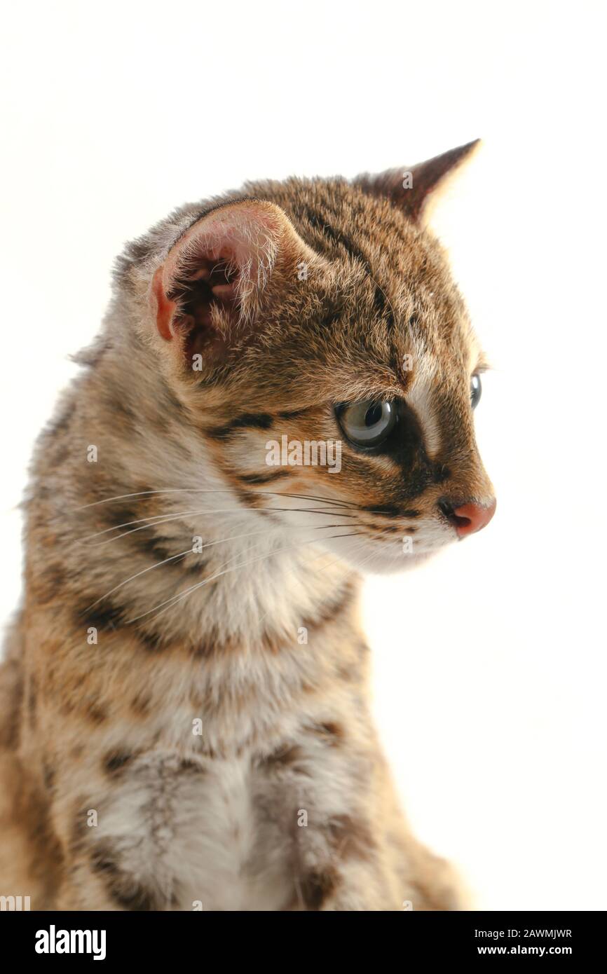 The asian leopard cat or Sunda leopard cat (Prionailurus bengalensis ...