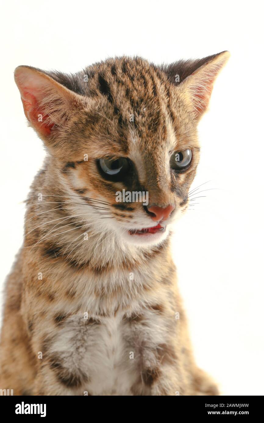 The asian leopard cat or Sunda leopard cat (Prionailurus bengalensis ...