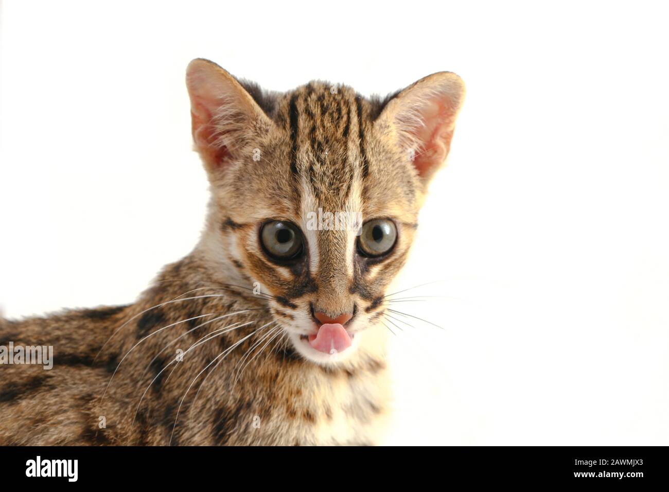 The asian leopard cat or Sunda leopard cat (Prionailurus bengalensis ...