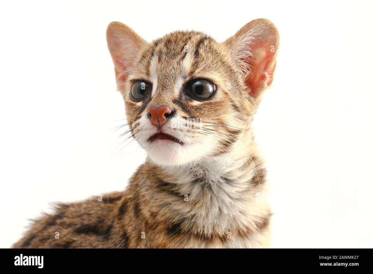 The asian leopard cat or Sunda leopard cat (Prionailurus bengalensis ...