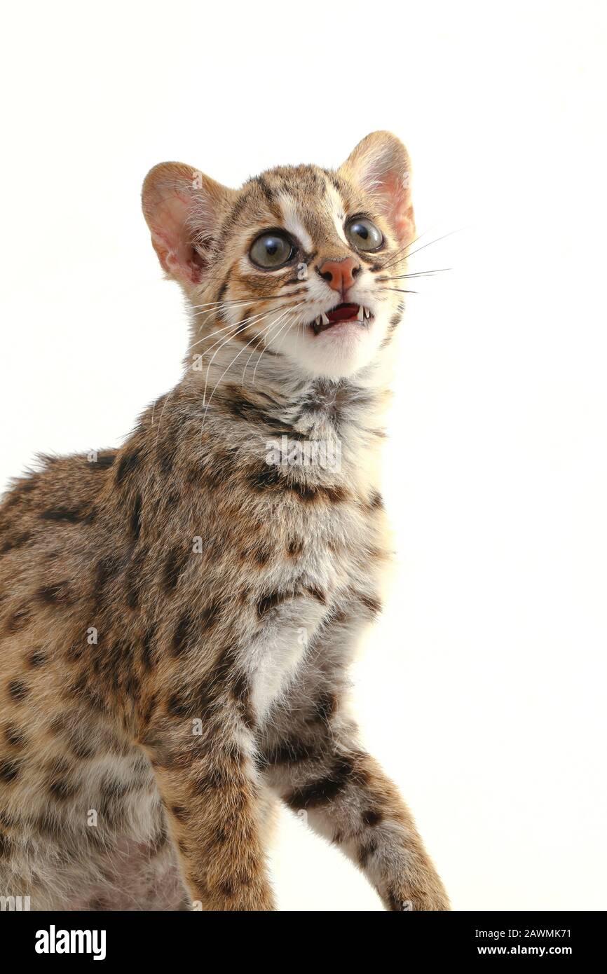 The asian leopard cat or Sunda leopard cat (Prionailurus bengalensis ...