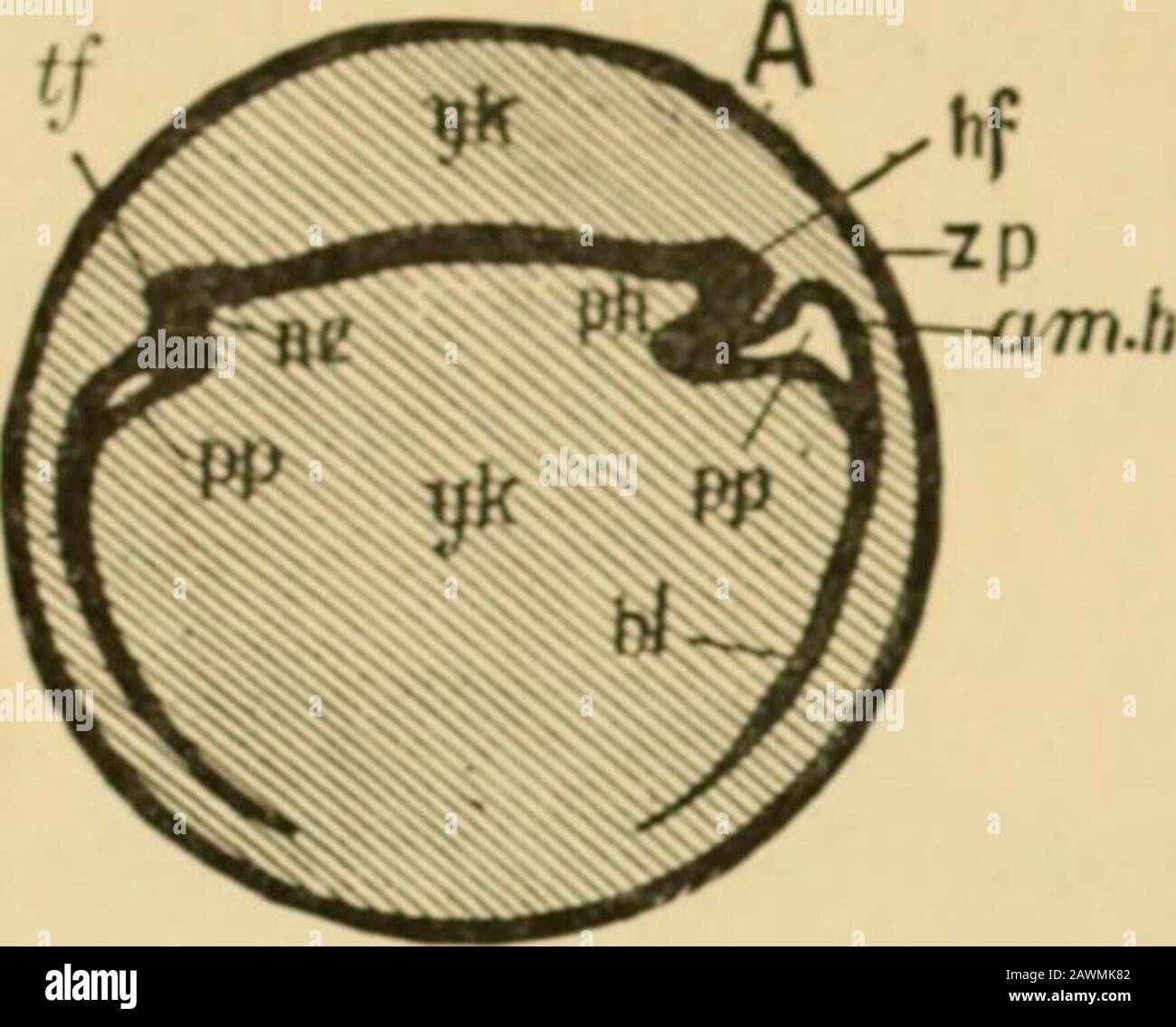 A system of obstetrics . est diagrams, and that every other ...