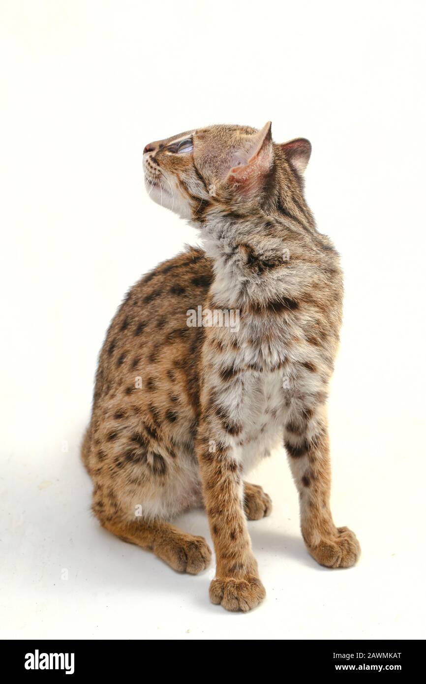 The asian leopard cat or Sunda leopard cat (Prionailurus bengalensis ...