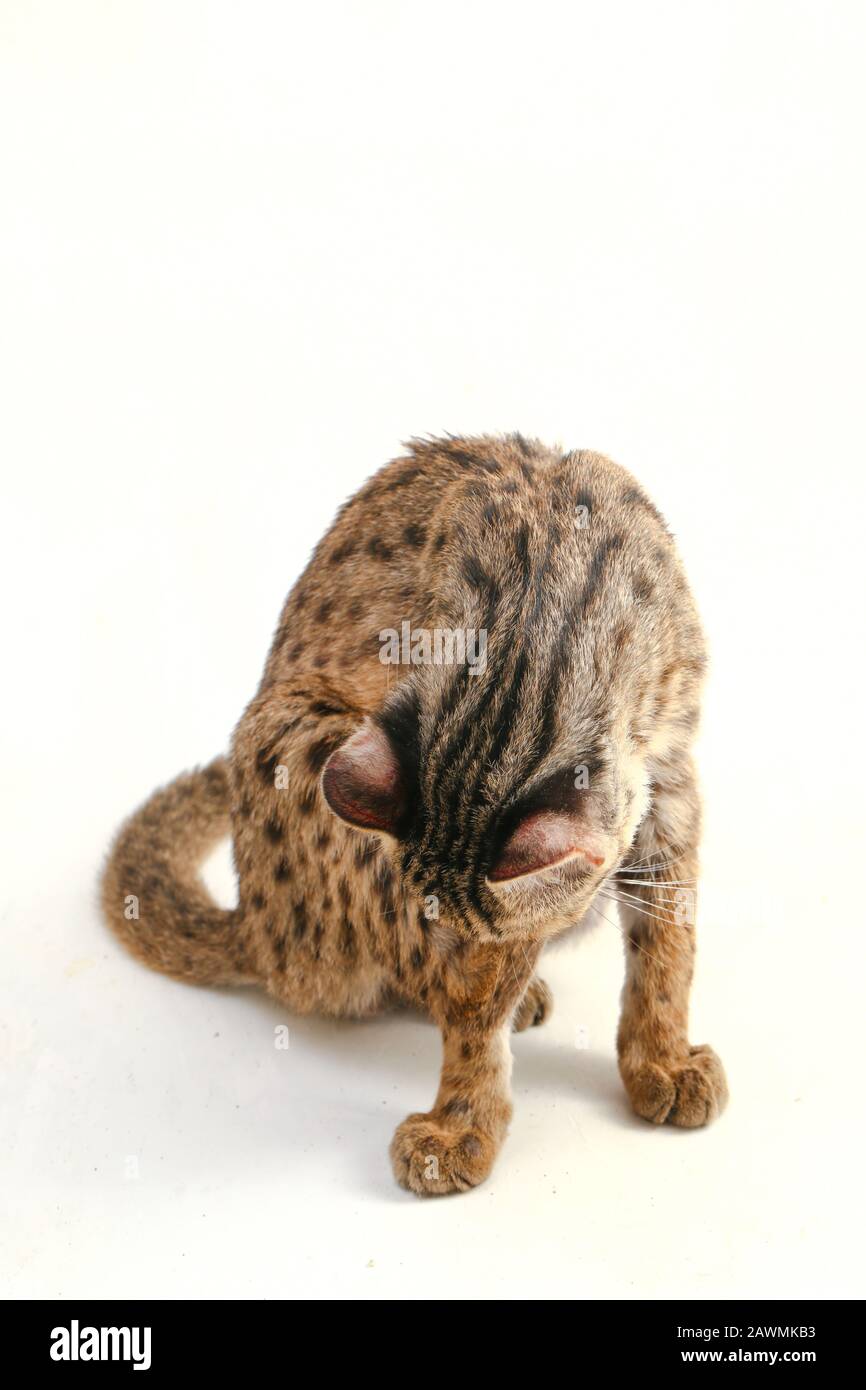 The asian leopard cat or Sunda leopard cat (Prionailurus bengalensis ...