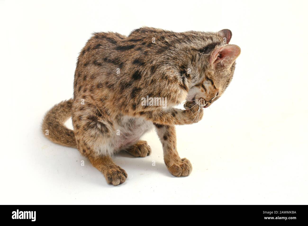 The asian leopard cat or Sunda leopard cat (Prionailurus bengalensis ...