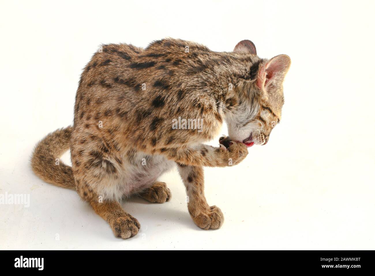 The asian leopard cat or Sunda leopard cat (Prionailurus bengalensis ...