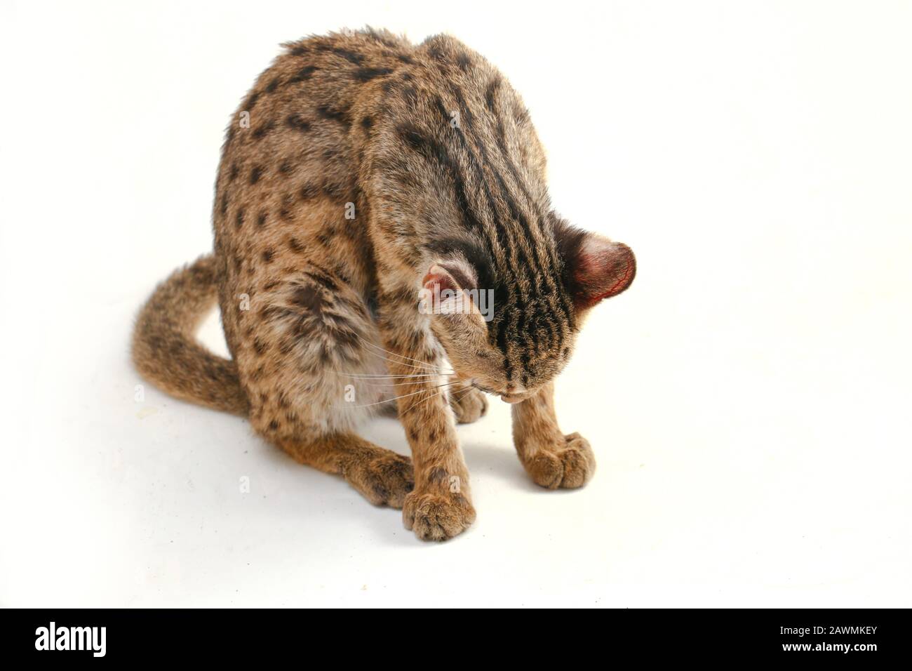 The asian leopard cat or Sunda leopard cat (Prionailurus bengalensis ...