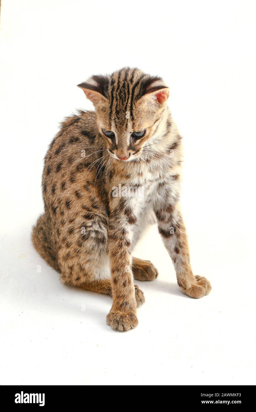 Prionailurus bengalensis javanensis hi-res stock photography and images ...