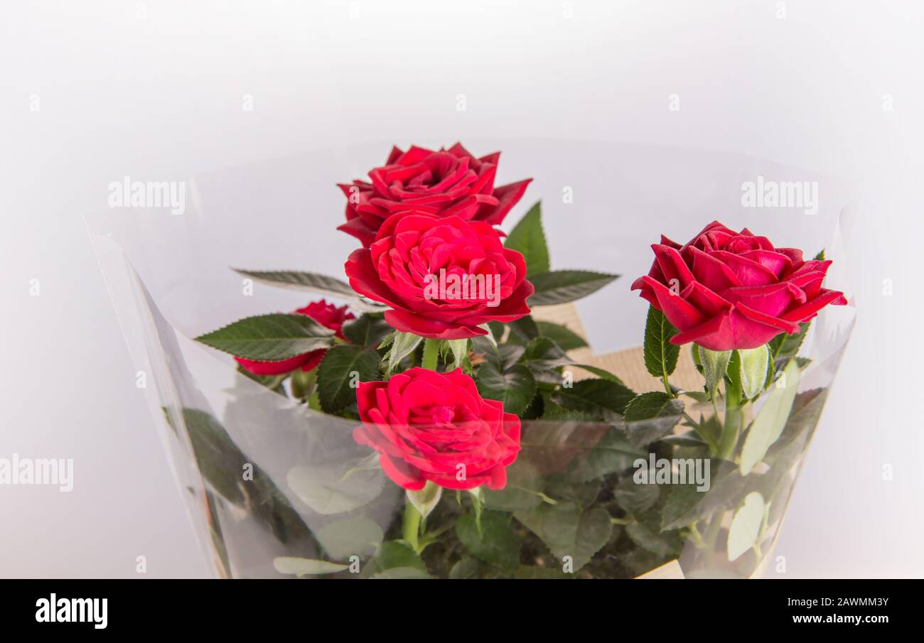 Red roses in a pot isolated on white background Stock Photo - Alamy