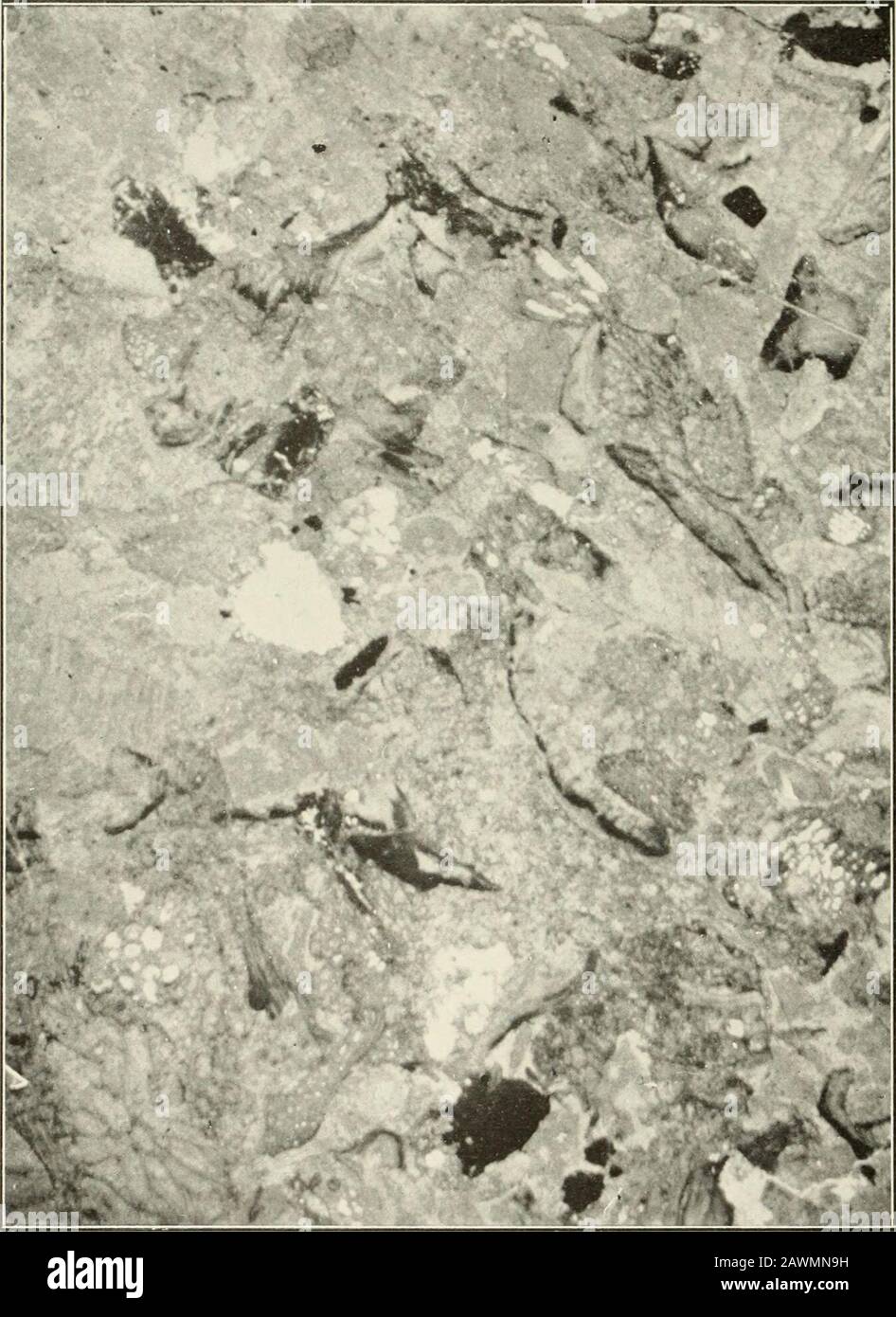 The geology of the Coromandel subdivision, Hauraki, Auckland . Moehau ...