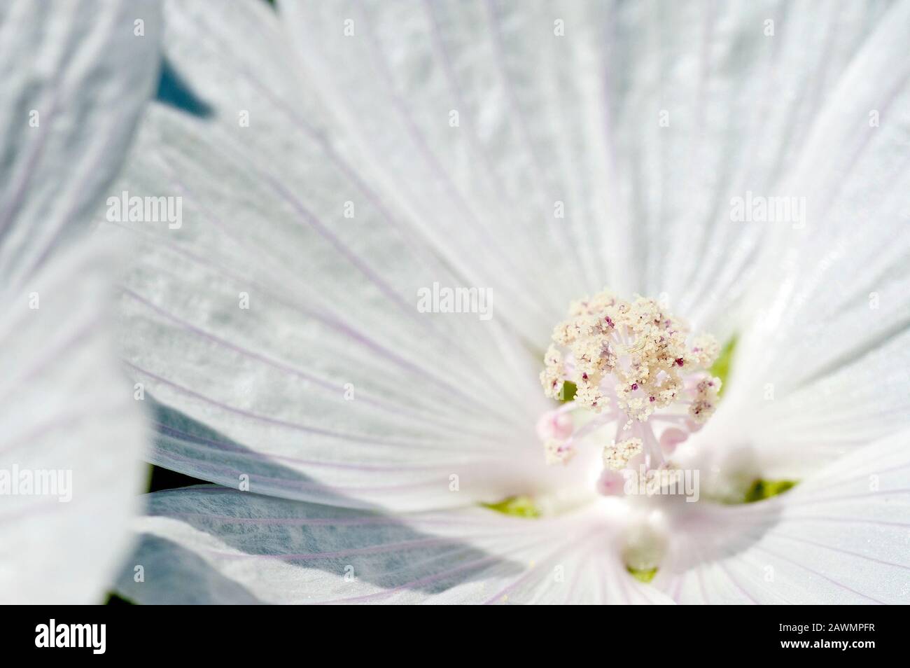 White Musk Mallow Flower High Resolution Stock Photography and Images ...