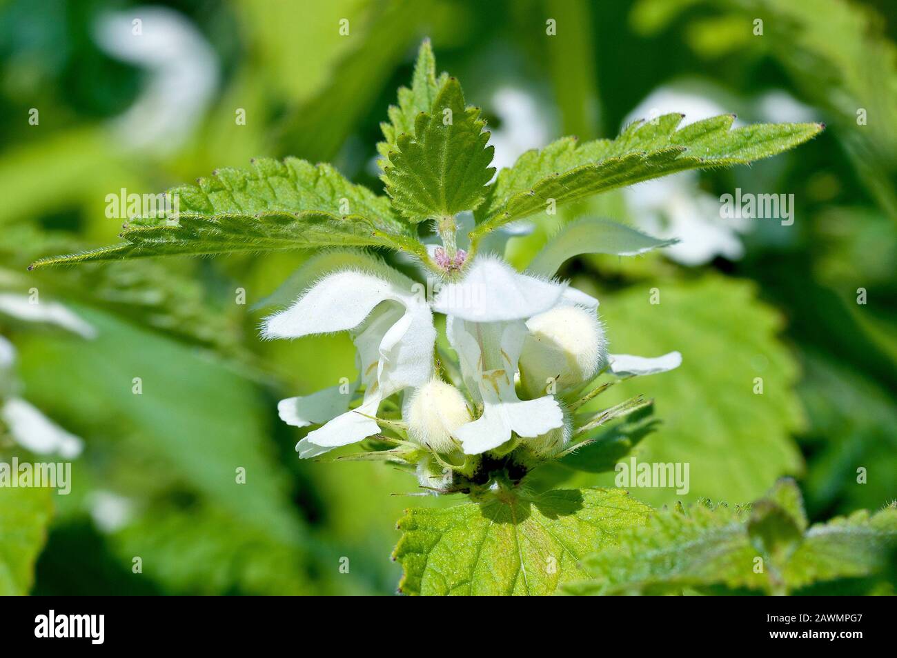 White Deadnettle (lamium album), close up of the head of the plant ...