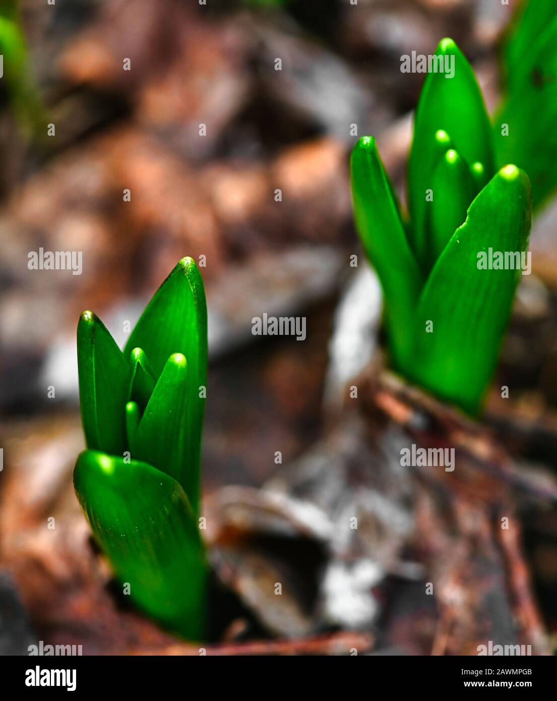 The first leaves of a hyacinth (Hyacinthus), which can already be ...