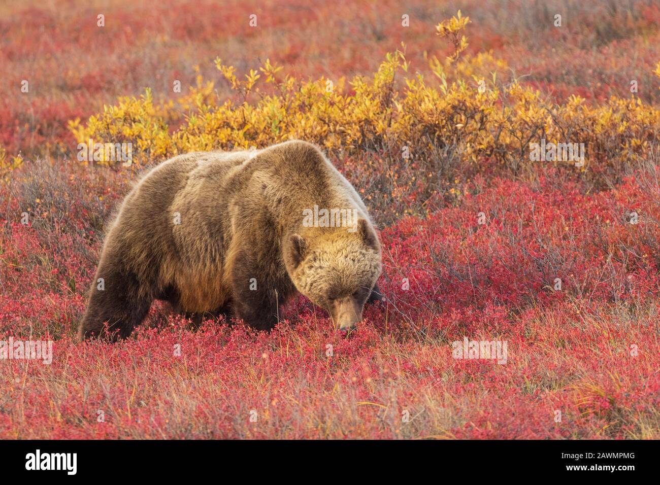 Grizzly Bear in Denali National Park Alaska in Fall Stock Photo - Alamy
