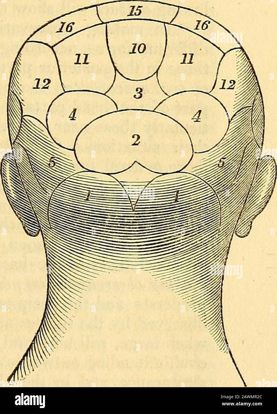 Numbered anatomy hi-res stock photography and images - Alamy