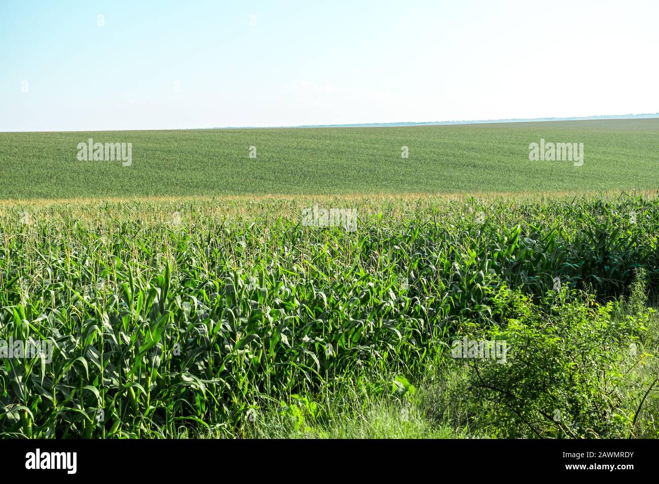 Corn filed background hi-res stock photography and images - Alamy