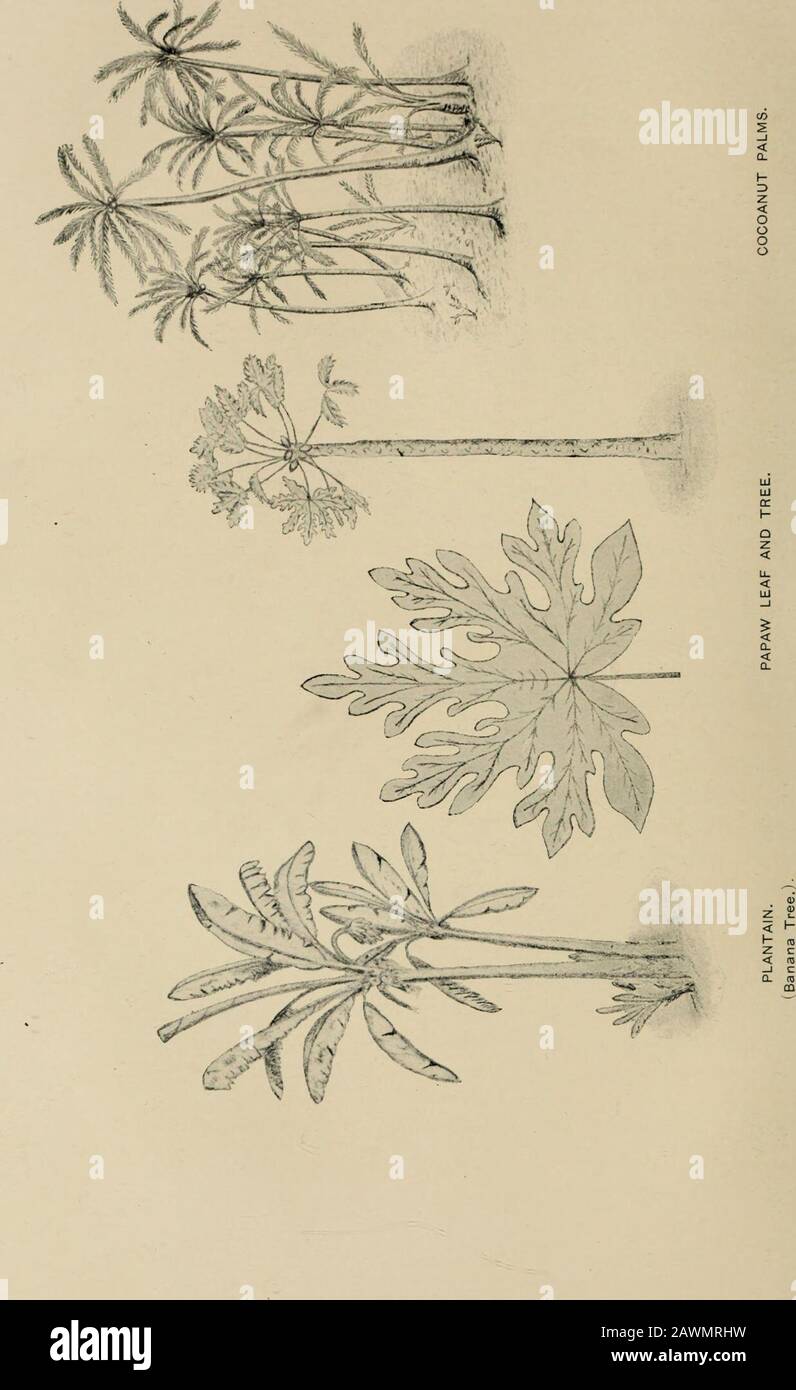 Philippine pine tree hi-res stock photography and images - Alamy