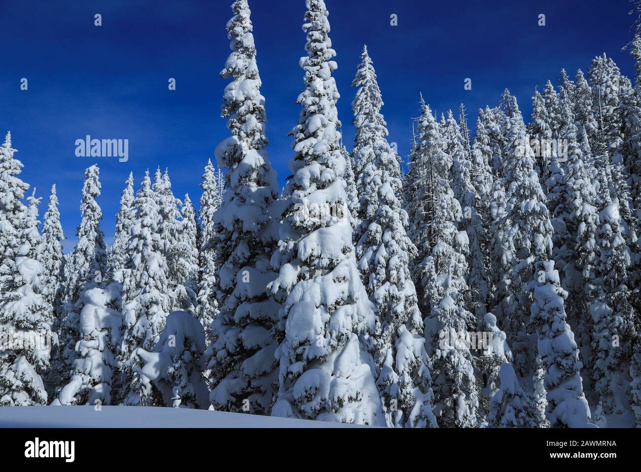 Snow covered ghost trees in evergreen forest in winter wonderland ...