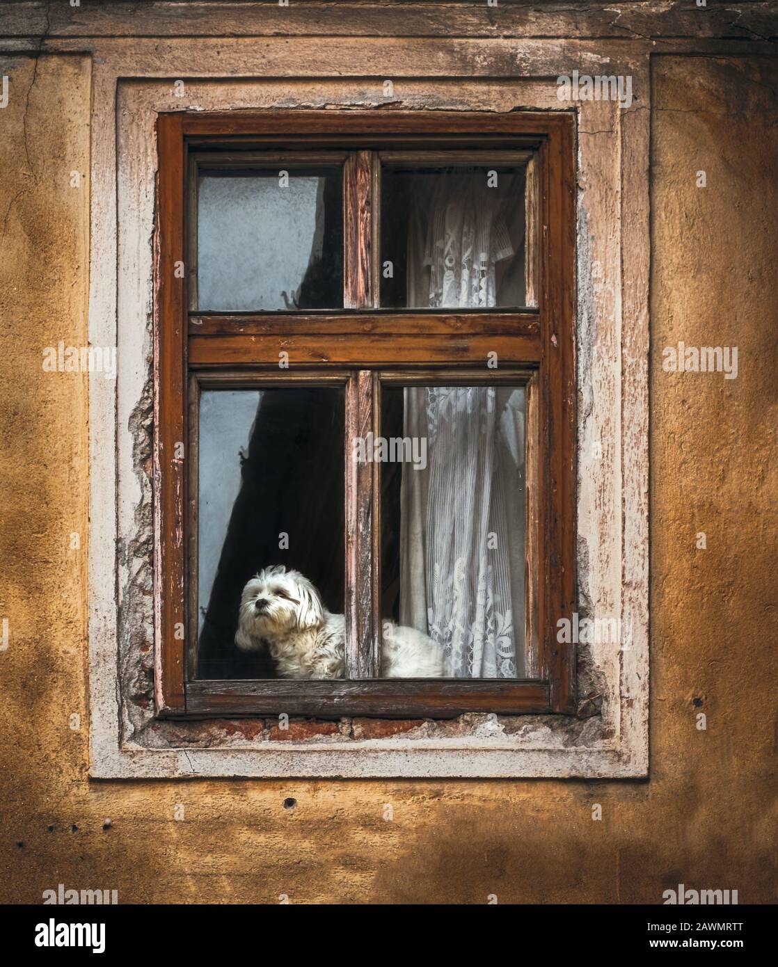 dog at the window of an old house Stock Photo - Alamy