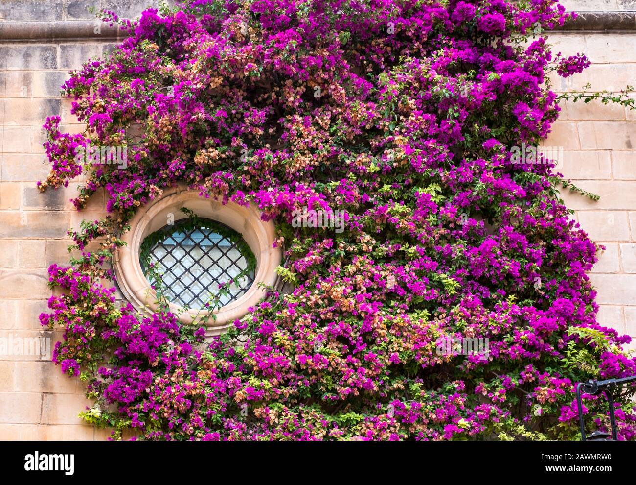 Traditional Maltese house with flowers blossom of purple bougainvillea ...