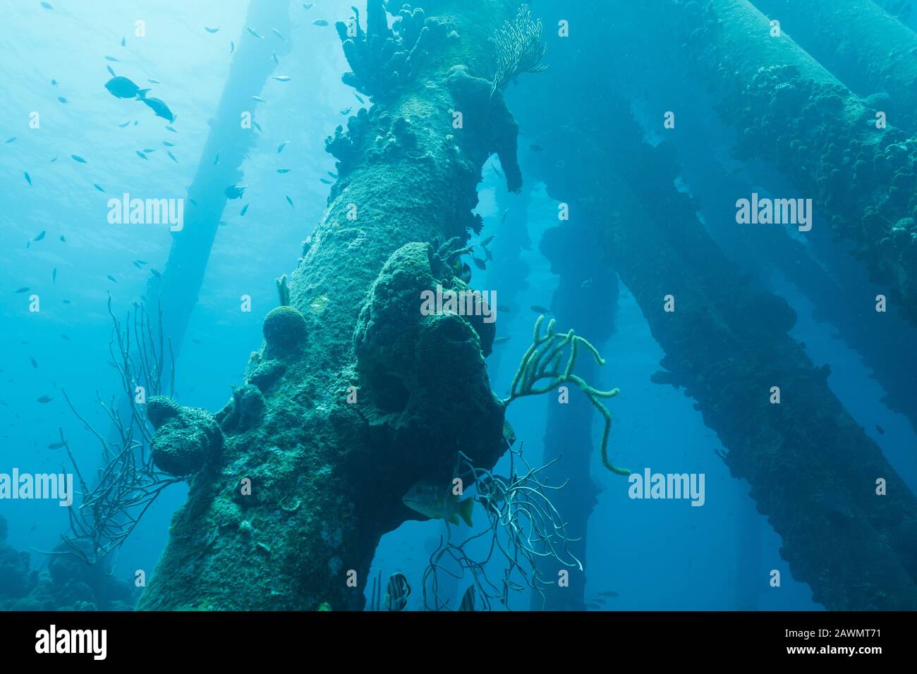 Underwater fauna and flora in the Caribbean sea around Bonaire ...