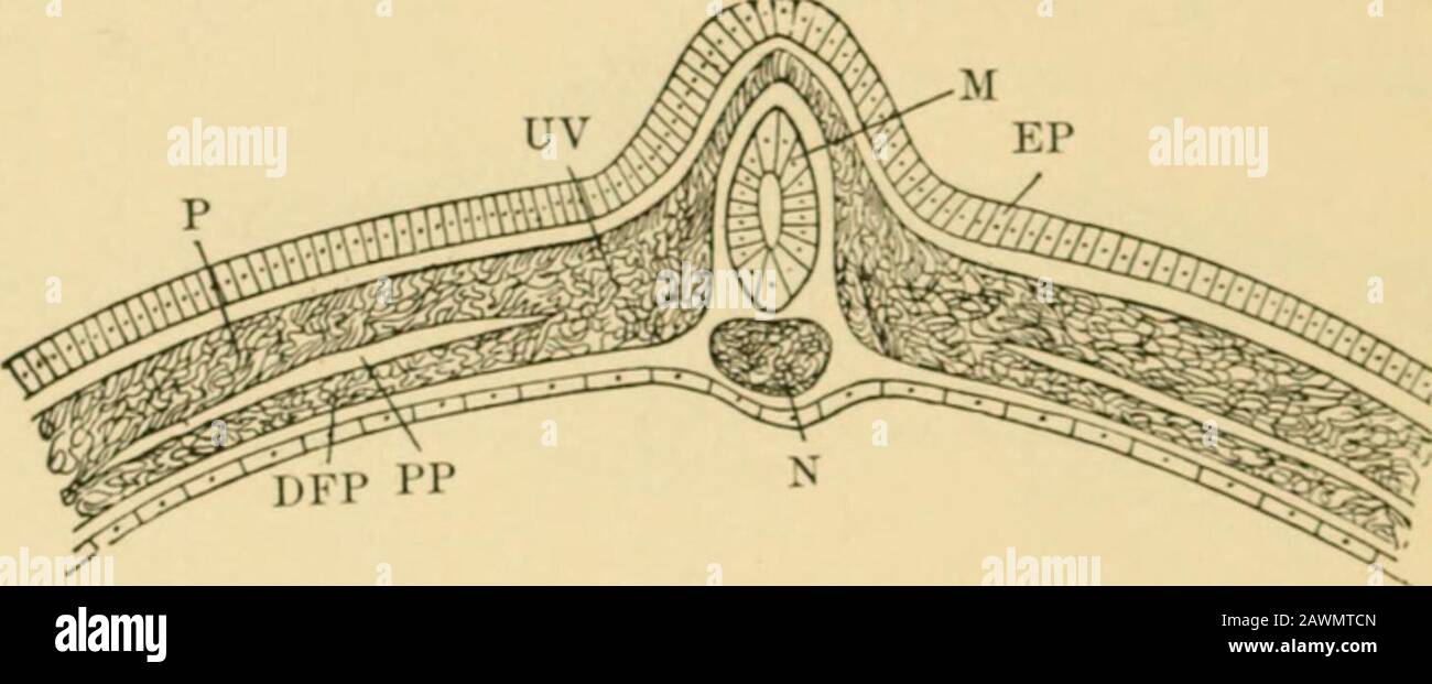Chick embryo cross section hi-res stock photography and images - Alamy