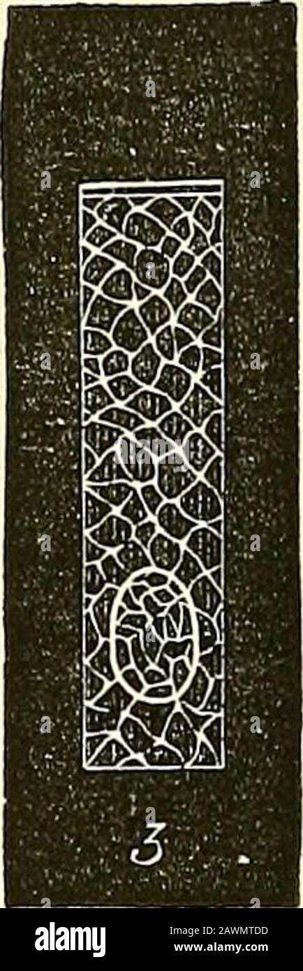 Quain's elements of anatomy Stock Photo - Alamy