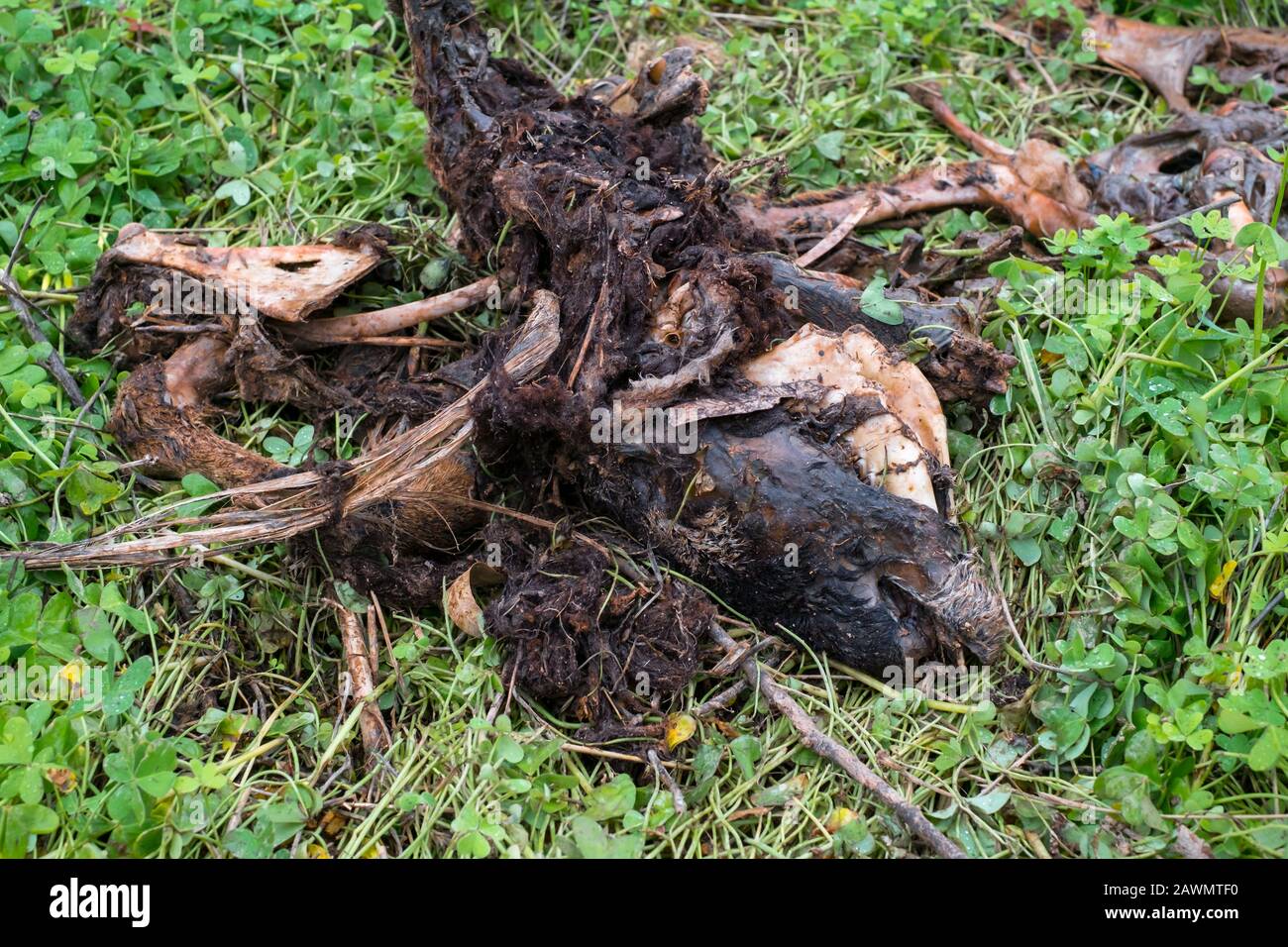 Rotting corpse in the forest hi-res stock photography and images - Alamy