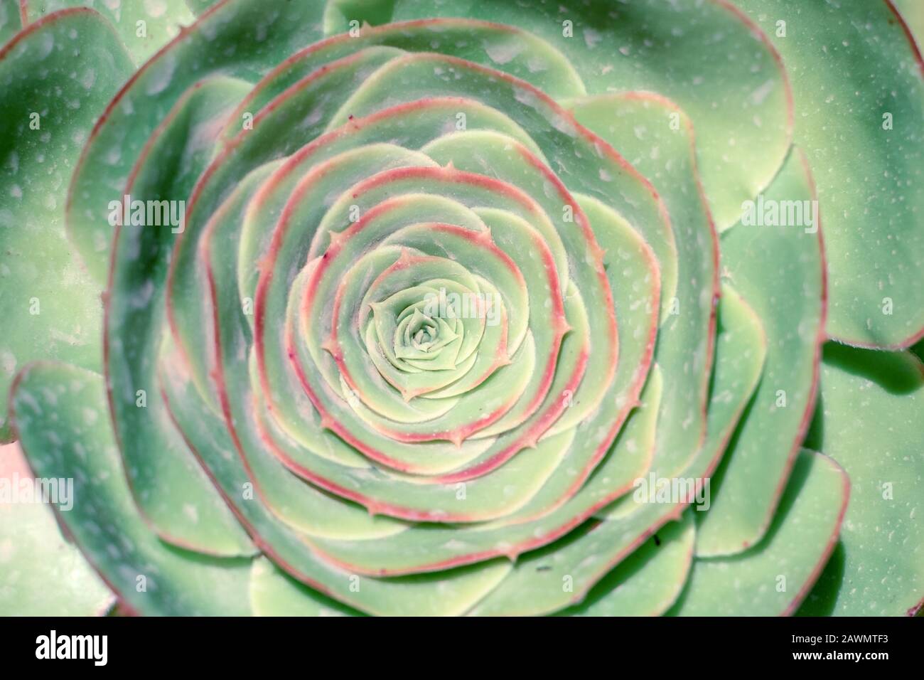 White mexican rose hi-res stock photography and images - Alamy