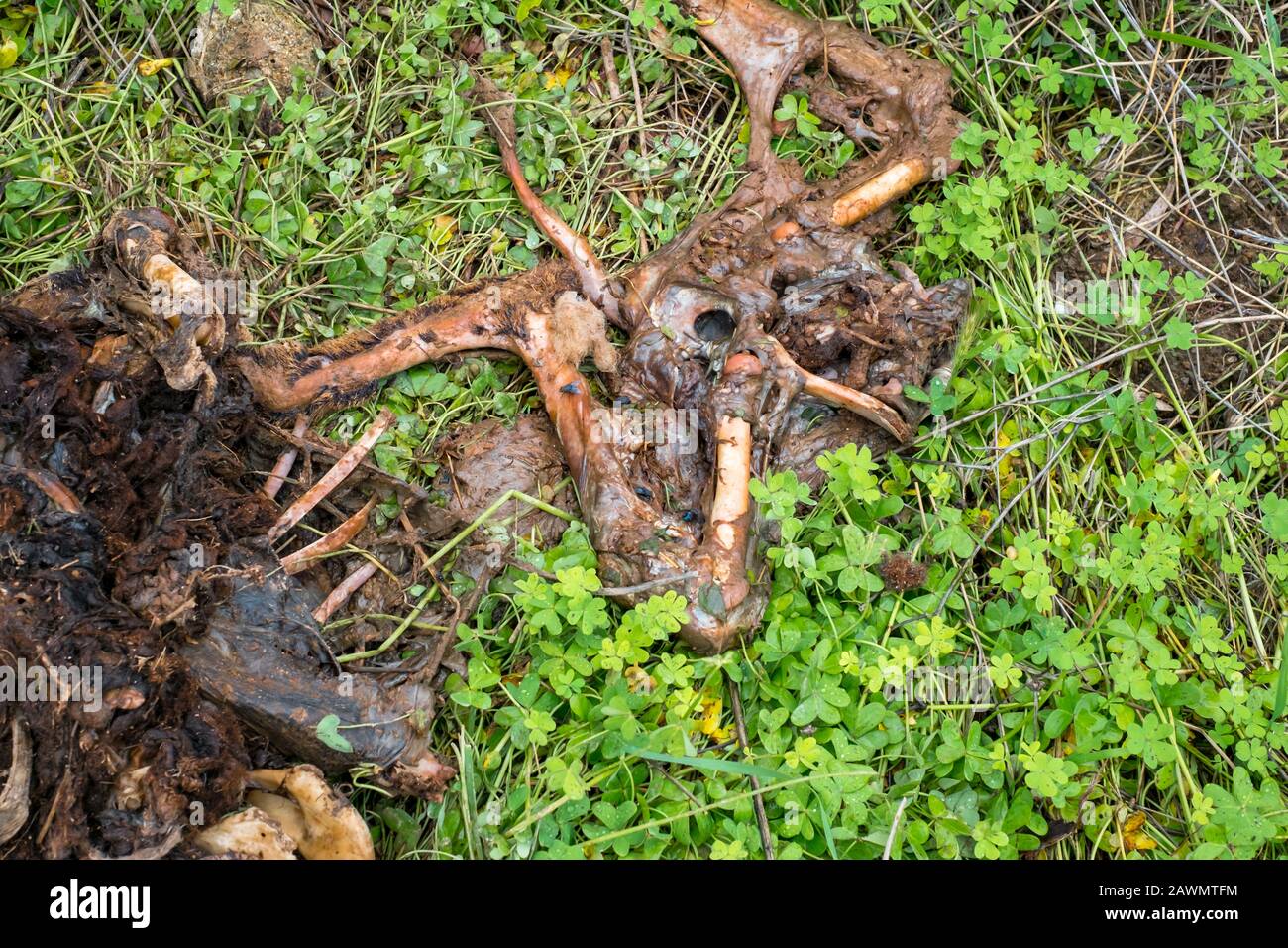 Rotting corpse in the forest hi-res stock photography and images - Alamy