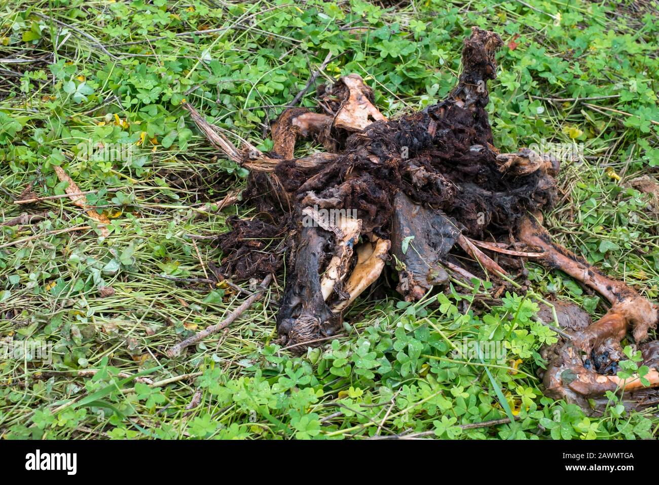 Animal body corpse rotting decomposing hi-res stock photography and ...