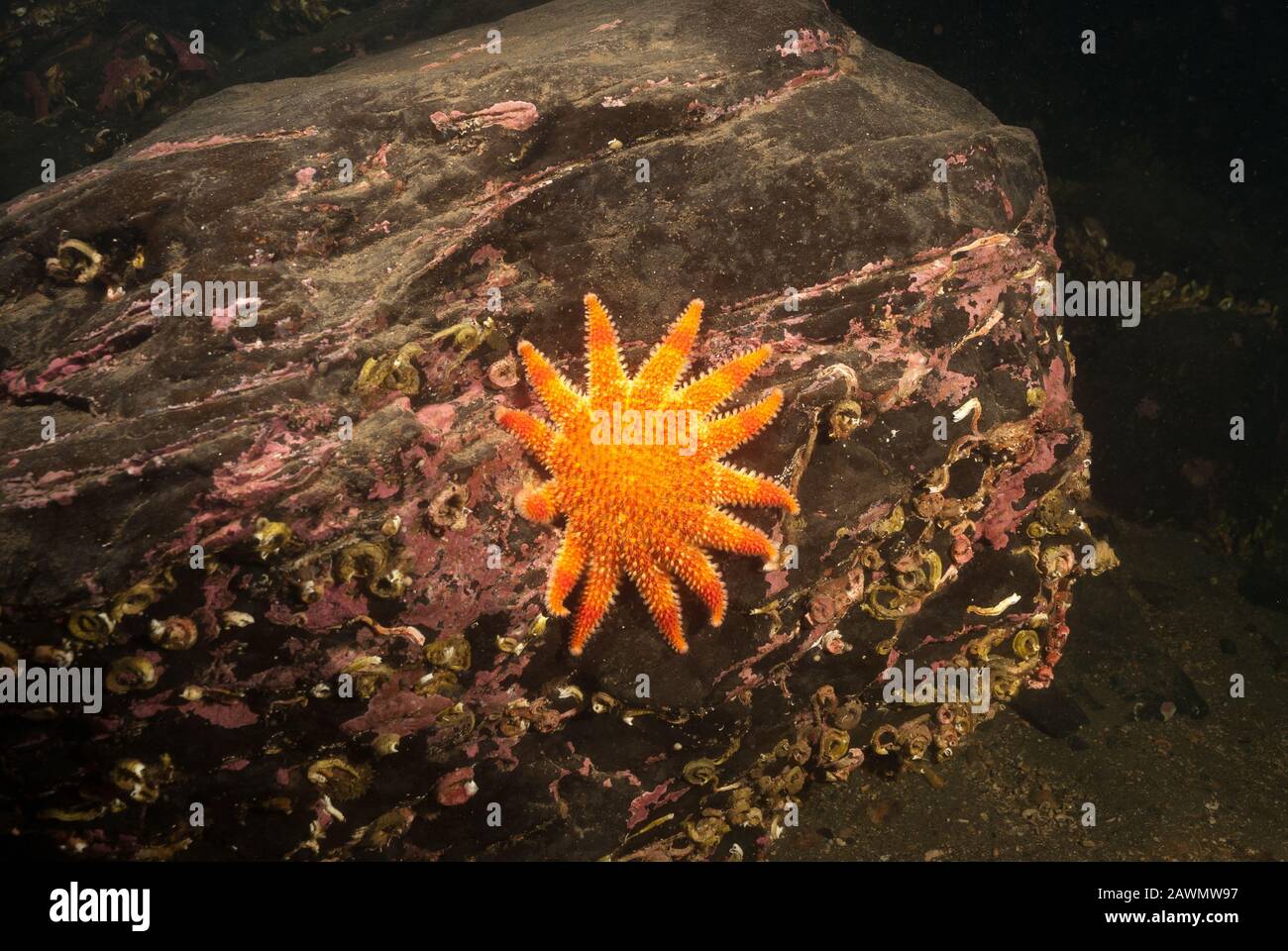 Common sun star (Crossaster papposus) on boudler, underwater in Loch ...