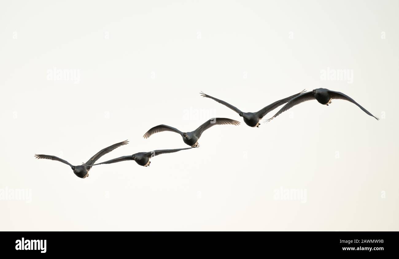 Flock of pink footed geese (Anser brachyrhynchus) flying towards the ...