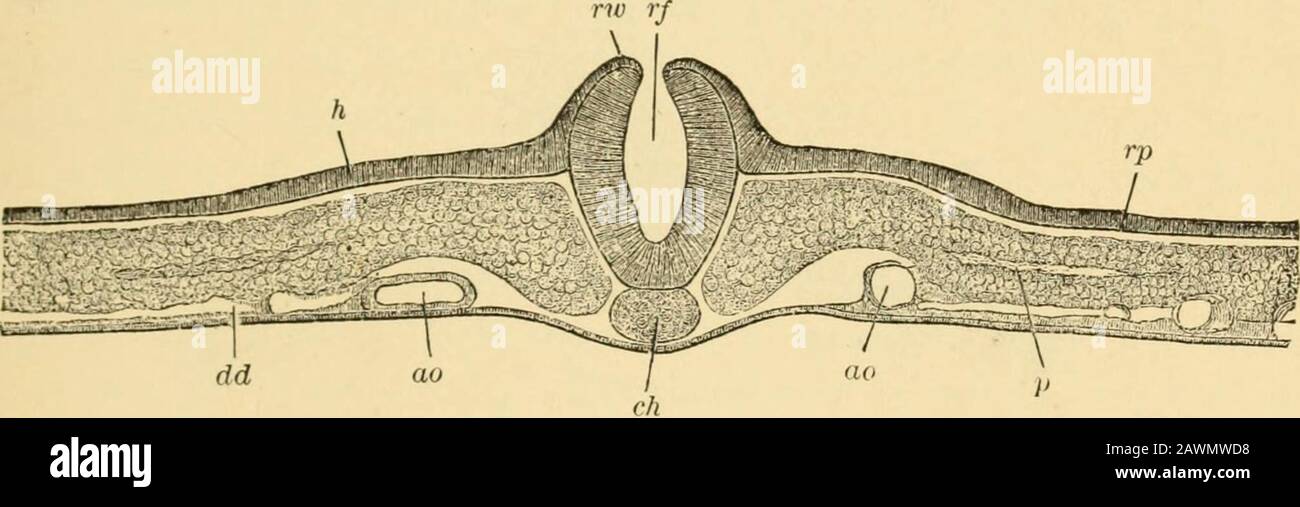 Chick embryo cross section hi-res stock photography and images - Alamy