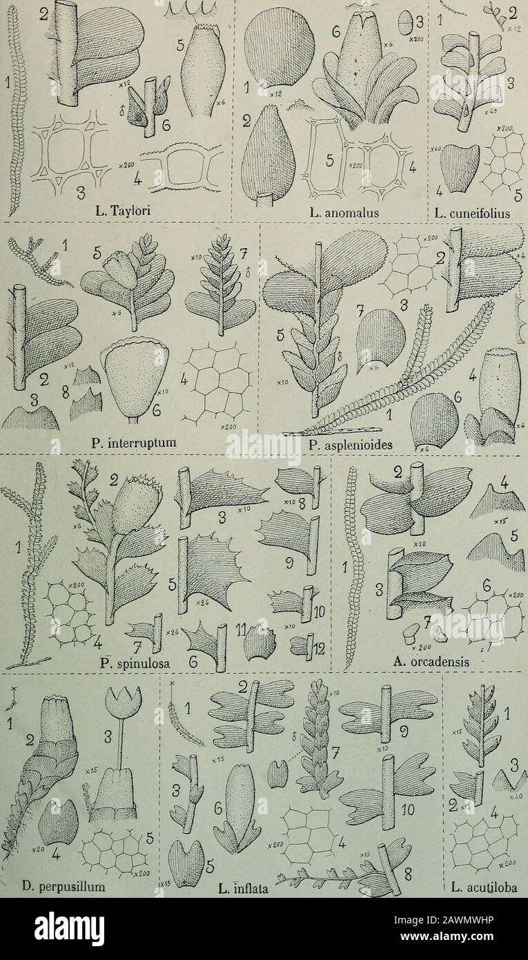 Flore analytique et descriptive des hépatiques de France et des ...