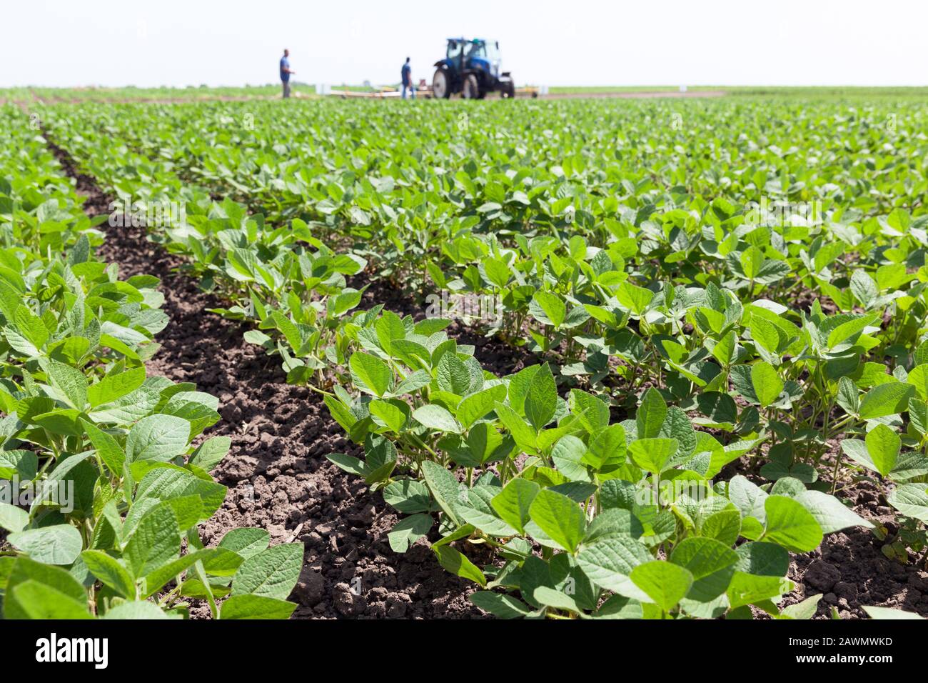 Young soybean plants growing in cultivated field Stock Photo - Alamy