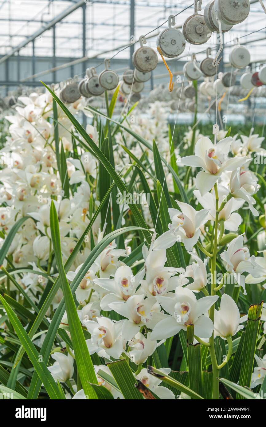 Growing white orchids in a huge greenhouse in The Netherlands Stock ...