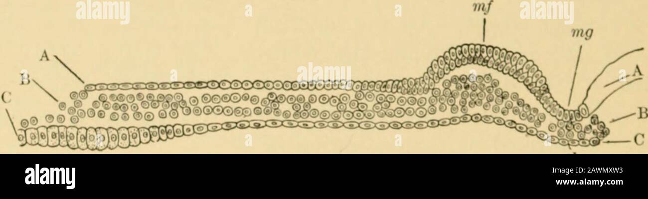 A system of obstetrics . Transverse Vertical Section through the ...