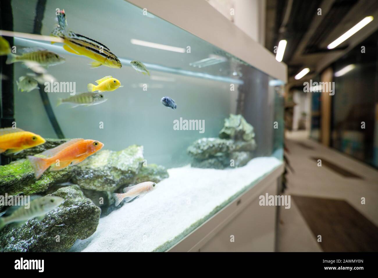 Shallow depth of field (selective focus) image with an aquarium with ...