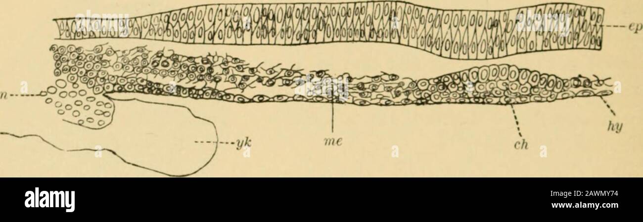 A system of obstetrics . Part of Transverse Vertical Section through ...