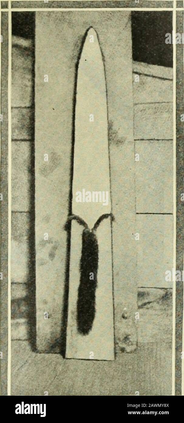 Trapping on the farm . kins occur with beaver andmole skins, which do ...