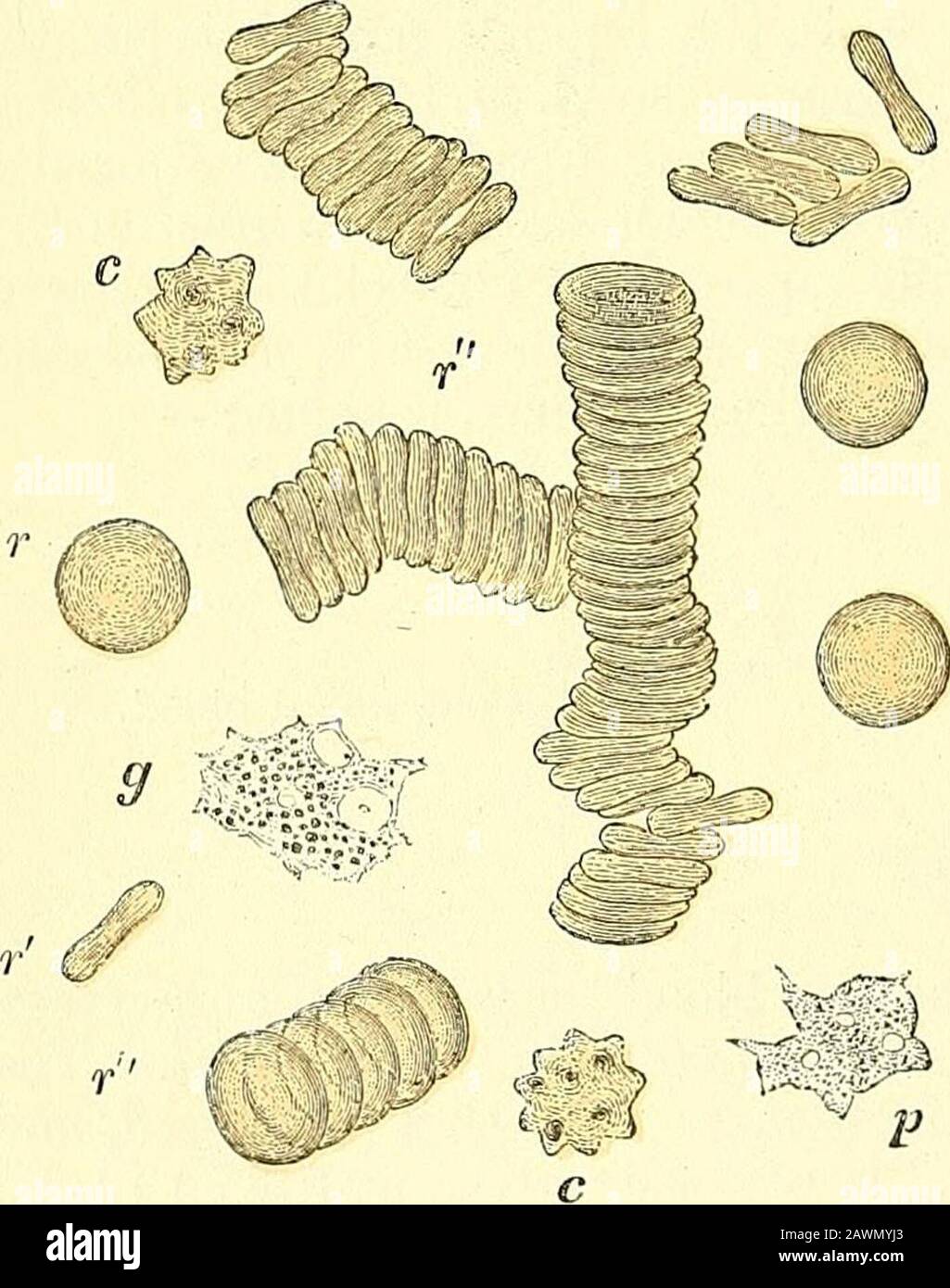 Proteus proteus anguinus hi-res stock photography and images - Alamy
