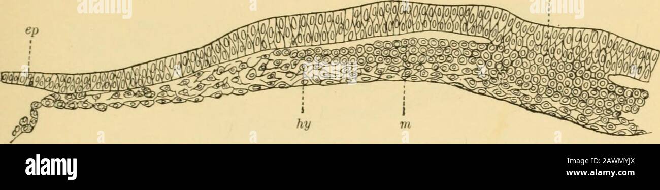 Primitive Streak Chick Embryo