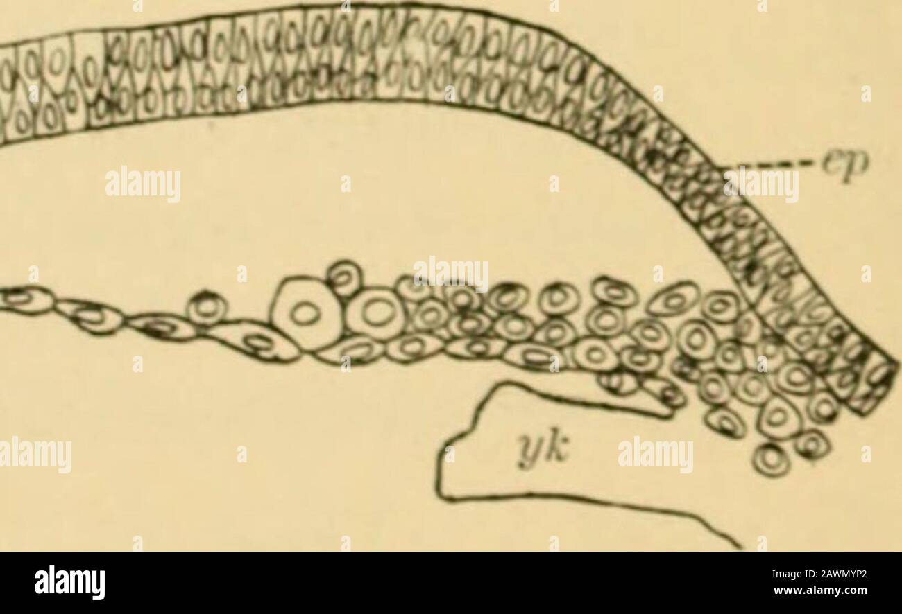 Development of eye in embryo hi-res stock photography and images - Alamy