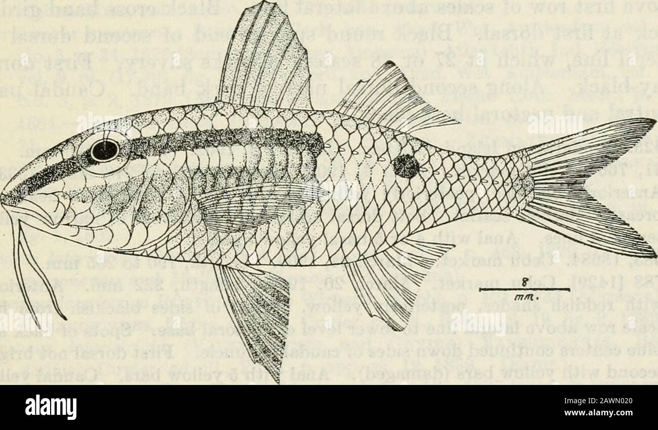 Bulletin - United States National Museum . i in head; teeth about ...