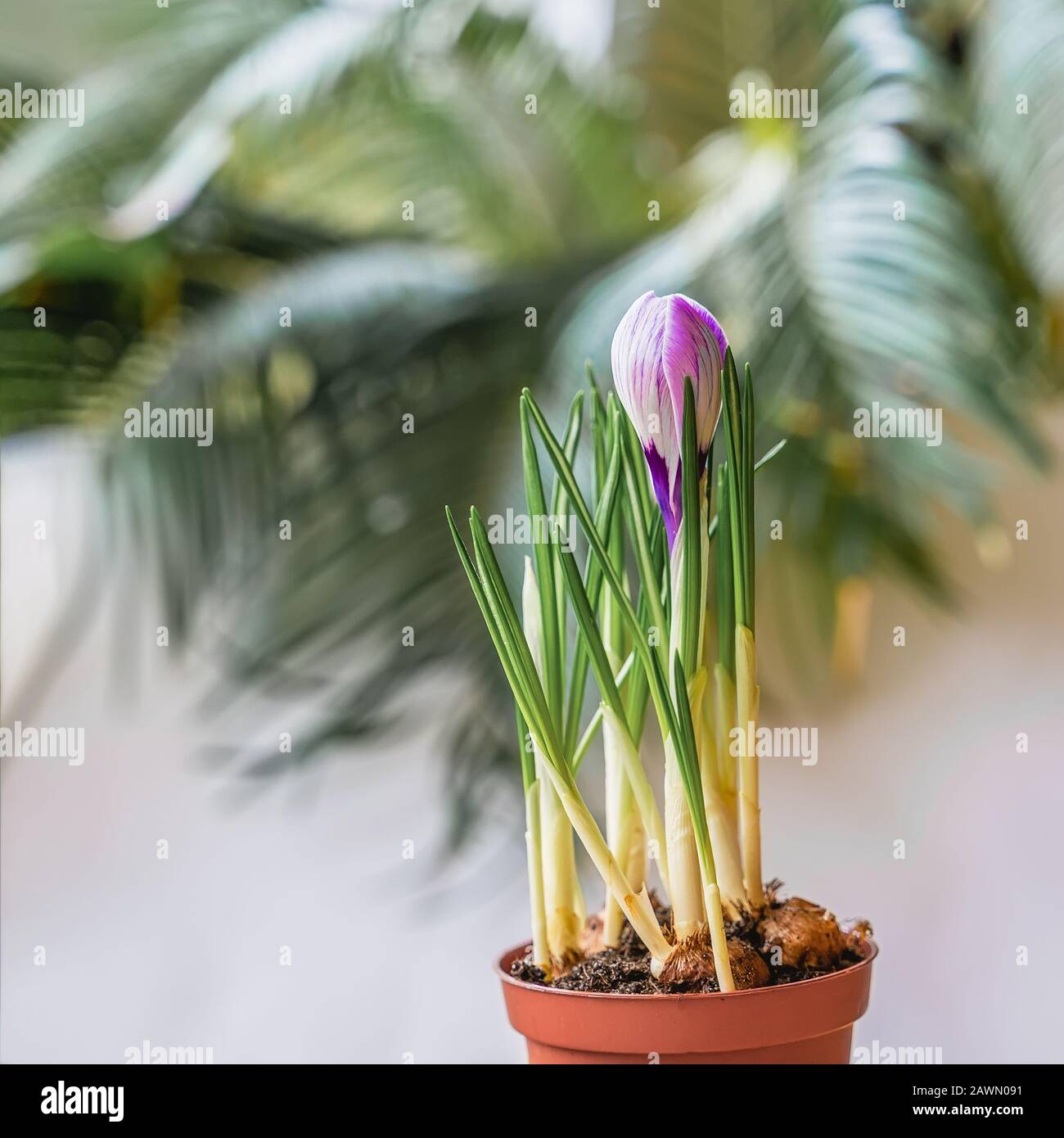Crocus sprouts in the pot on selective background of green leaves Stock ...