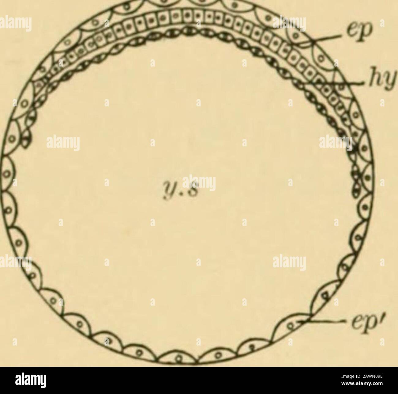 Rabbits ovum hi-res stock photography and images - Alamy