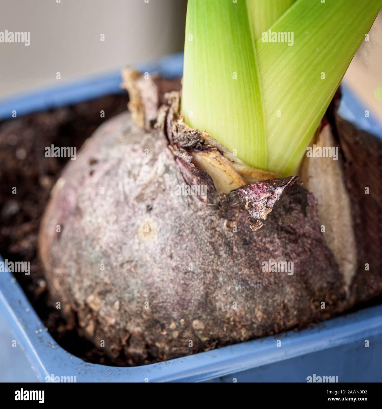 Flowers bulb with green stems closeup in a pot. Spring, home hobby ...