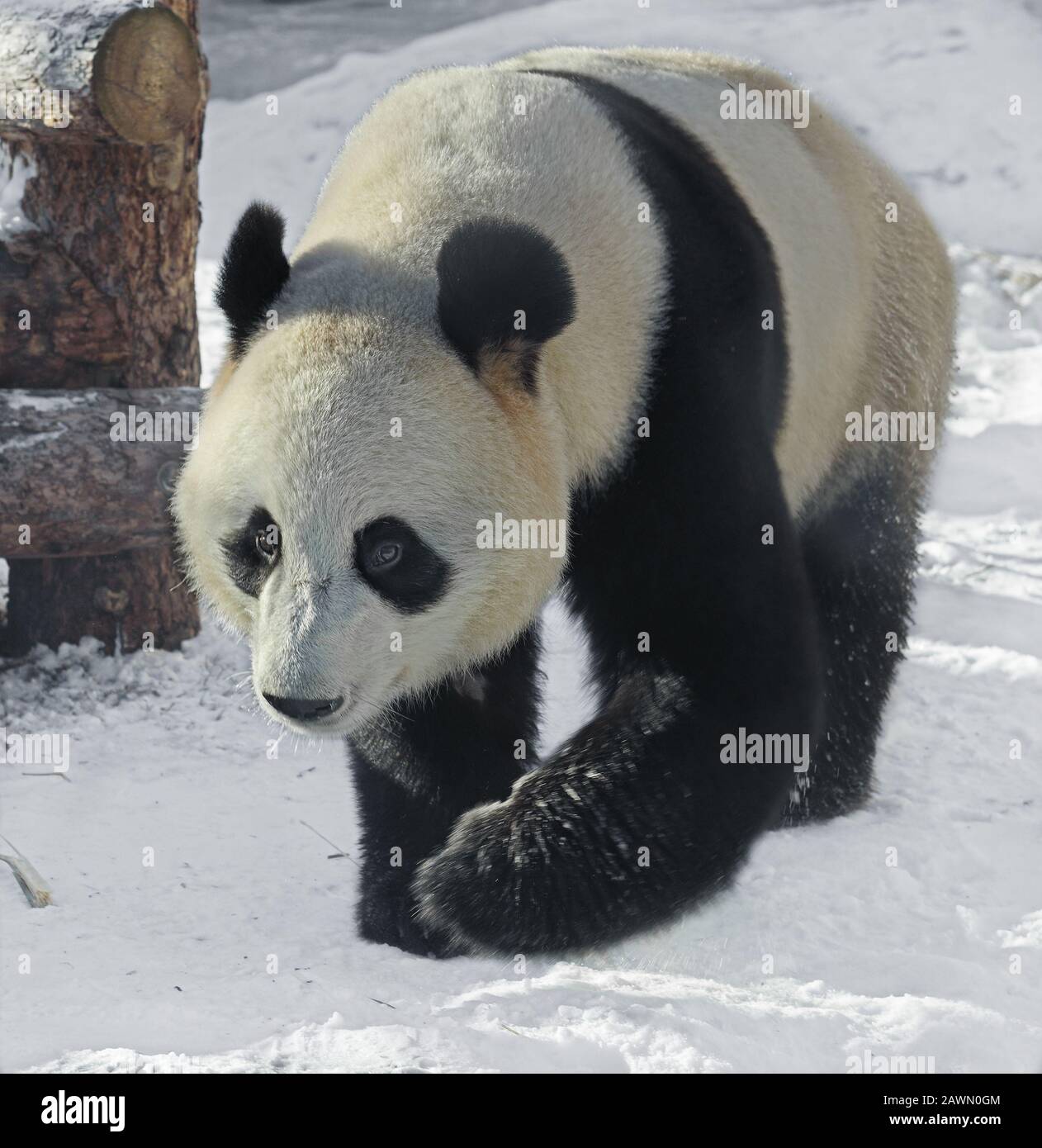 Giant panda (Ailuropoda melanoleuca), also known as panda bear or ...